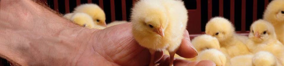 Prevention and control of chicken infectious anemia